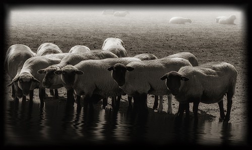 The Humble Shepherd - TC Jewfolk