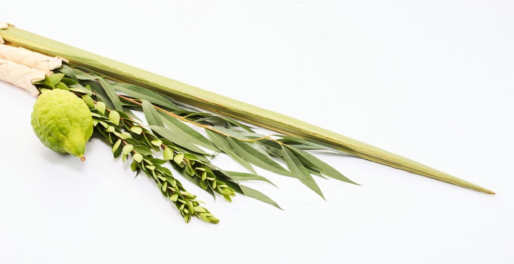 Lulav Lessons - TC Jewfolk